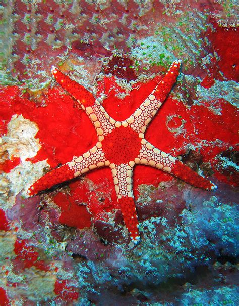 Fromia Tile Starfish Jk Fish