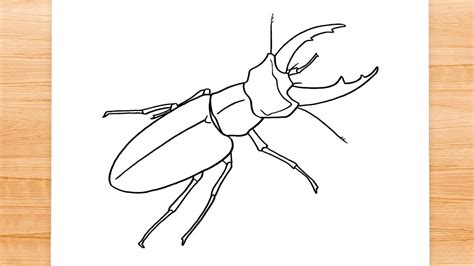 Stag Beetle Drawing