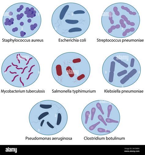 Vector Illustration Set Of Pathogenic Bacteria Stock Vector Image And Art