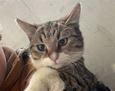 Stizzi Ein Herz Für Streuner