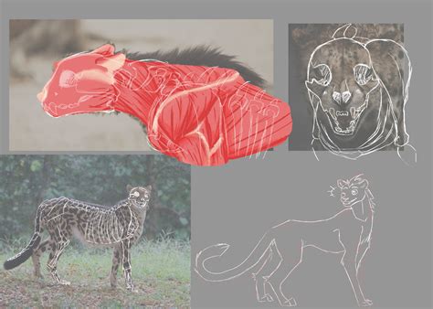 Cheetah Anatomy Practice By Glitched Ember On Deviantart