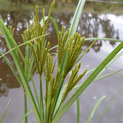Cyperus Exaltutus Umbrella Sedge Grass Seed Street Australia
