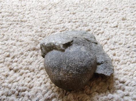 Brachiopod Or Bivalve R Fossils