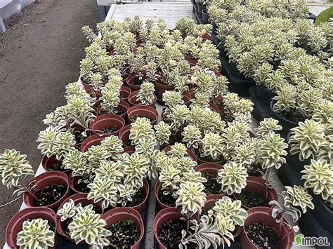 세덤 아틀란티스 10cm포트 묘목조경인테리어 심폴