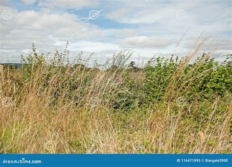 Wind Blowing Through The Wild Grass Stock Image Image Of Atmosphere