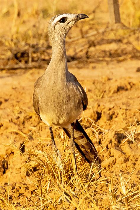 W4a4043 Black Legged Seriema Chunga Burmeisteri Flickr