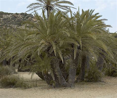 Phoenix Theophrasti Euforgen European Forest Genetic Resources Programme
