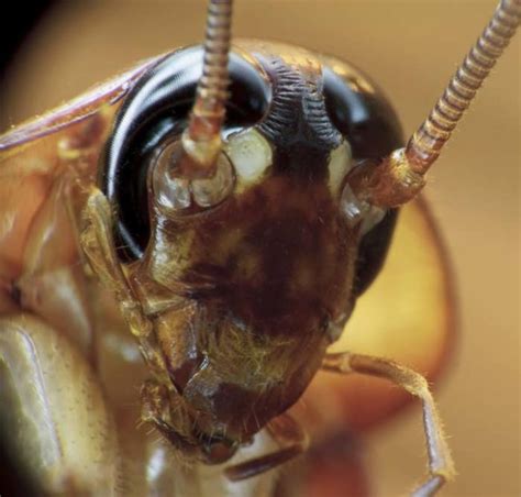 Love Cockroaches How About A Cold Glass Of Cockroach Milk Funny