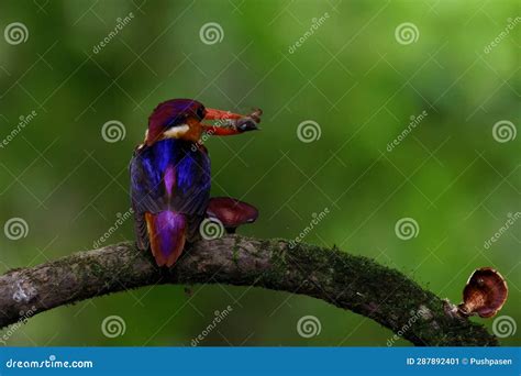 Odkf Oriental Dwarf Kingfisher With A Kill On A Tree Branch Stock