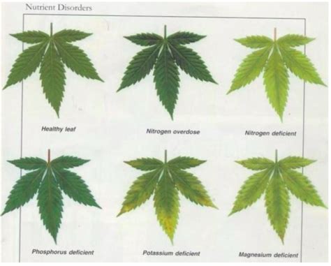 Plant Nutrient Deficiency Leaf Illustrations And Charts Reference Guide Big Picture Agriculture