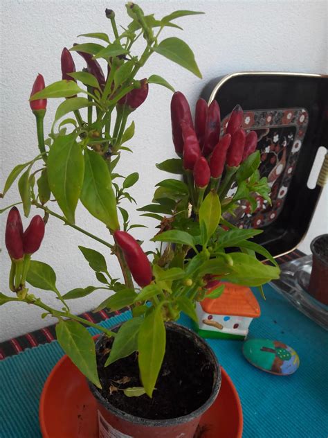 O Cantinho Da Janita O Pimento Corninho E Eu