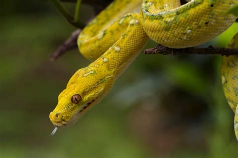 Green Tree Python Morelia Viridis Sur Branche Darbre Serpent Peau Green Tree Python Morelia Viridis Sur Branche Darbre Serpent Peau