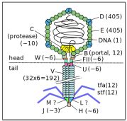 Lambda Phage Handout Flashcards Quizlet