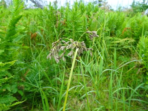Black Girdle Bulrush Scirpus Atrocinctus · Inaturalist