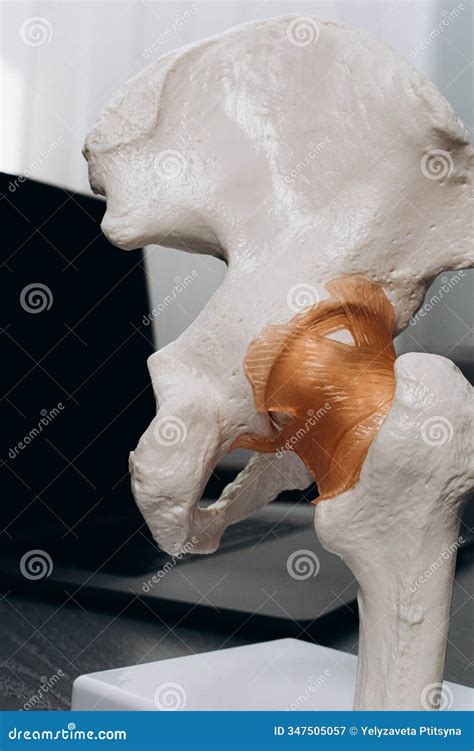 Understanding Bone Resorption The Role Of Osteoclasts In Mineral