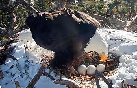 Pair Of Big Bear Bald Eagle Eggs Show Signs Of Hatching San Bernardino Sun