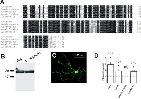 Figure 1 From Neuronal Calcium Sensor 1 Modulation Of Optimal Calcium Level For Neurite