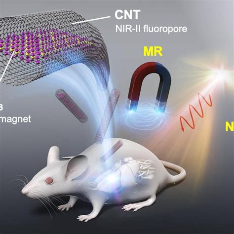 Schematic Image Of Gdi3 Cnts For Dual Modality Imaging Of Mice With