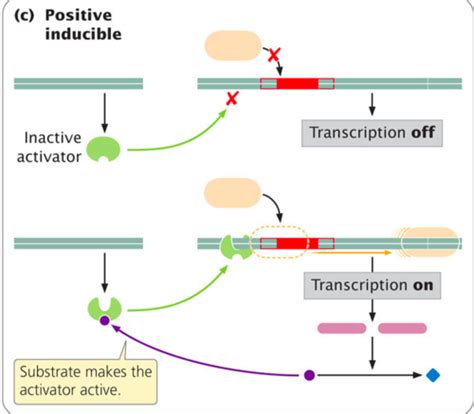 Prok Ve Gene Regulation Lac Operon [inducible Operon] Flashcards