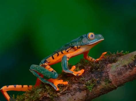 Scroll Sequence On Nature Unlimited Elements Widget Library For