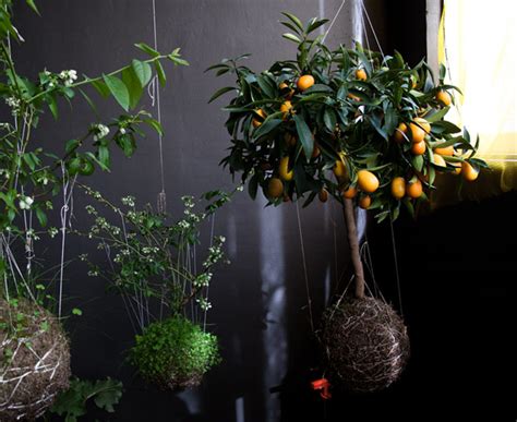 String Gardens It S A Colourful Life