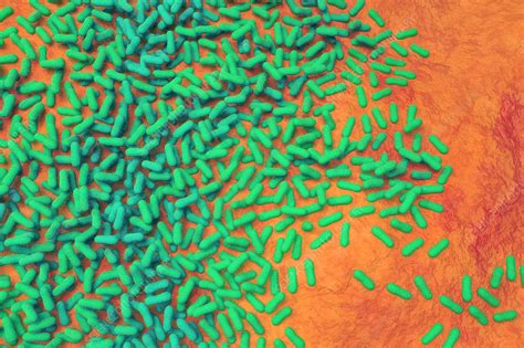 Salmonella Structure Bbc Gcse Bitesize Pathogens Bacteria Science Aqa Morphology