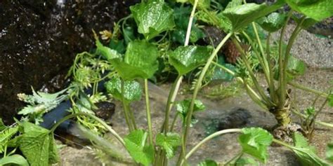 알싸한 매운맛 자주 찍어 먹는 이것 잎이 다이어트를 돕는다 3분건강레터