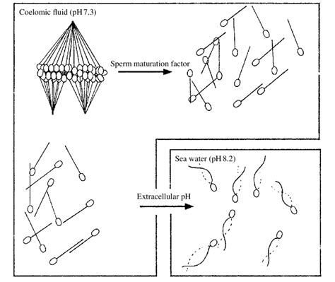 Schematic Diagram Of The Suggested Hypothesis For The Two Step