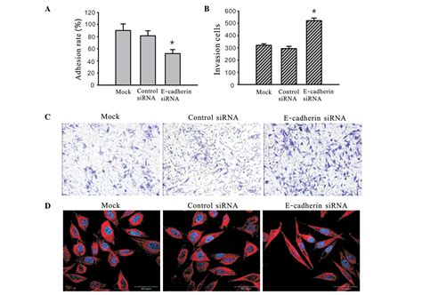 Loss Of E‑cadherin Promotes Prostate Cancer Metastasis Via Upregulation