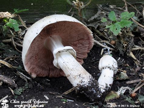 Світ грибів України Agaricus Arvensis Печериця польова