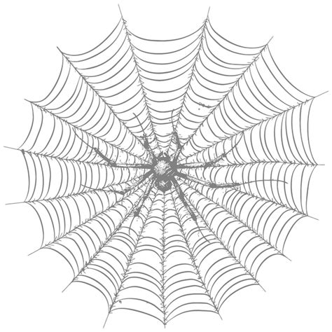 Premium Vector Detailed Sketch Of A Spider Sitting In The Center Of Its Web