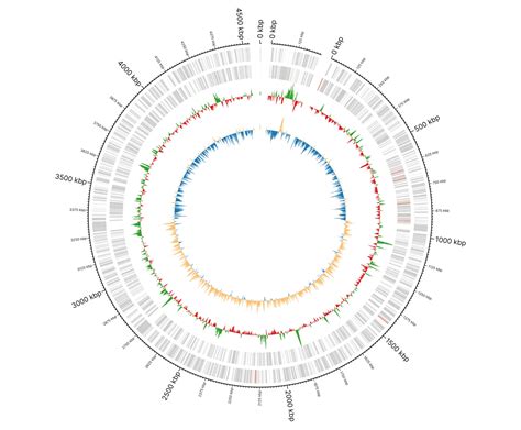 Whole Plasmid Sequencing Lp