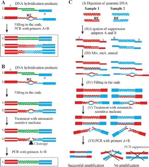 Schematic Representation Of Mdr Rationale Principle And Testing Download Scientific Diagram
