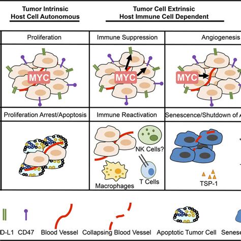 Myc Inactivation Elicits Tumor Regression Through Both Tumor Intrinsic Download Scientific