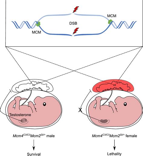 Inflammation Induced By Faulty Replication During Embryonic Development Causes Skewed Sex Ratio Inflammation Induced By Faulty Replication During Embryonic Development Causes Skewed Sex Ratio