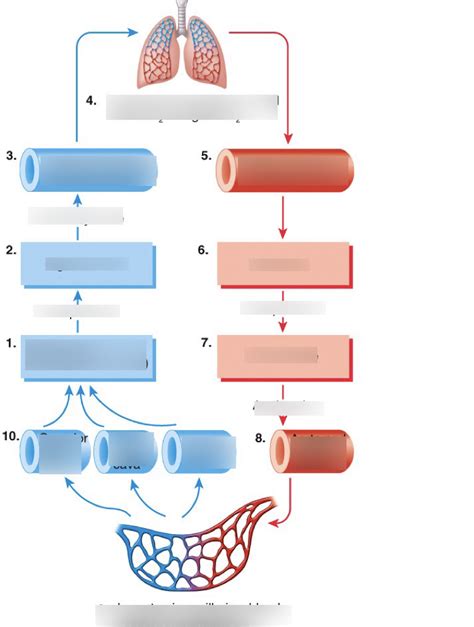 Diagram Of Biol 152 Circulation Schematic Quizlet