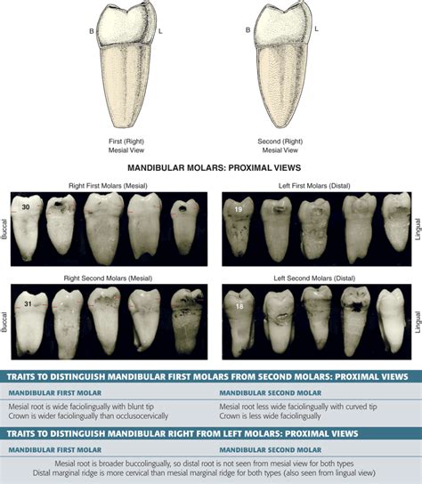 Functional Cusp Of Mandibular Teeth At Ella Hogarth Blog