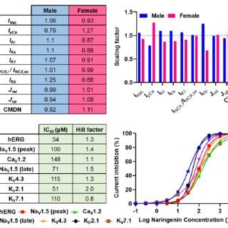 Sex Specific Ionic Modifications Implemented In The Human Ventricular