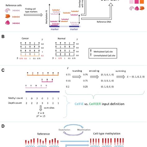 A Workflow Of Cell Type Deconvolution With Celfeer Sequenced And Download Scientific