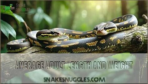 Dwarf Burmese Python Size Complete Guide To Length Weight And Growth