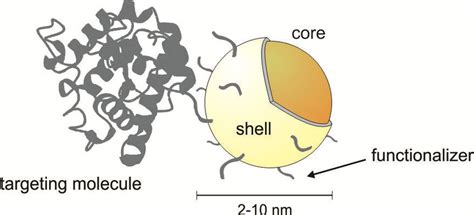 A Schematic Representation Of A Functionalized Core Shell Quantum Dot