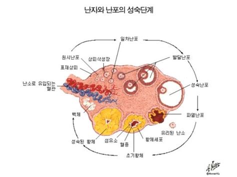 펌 난자와 난포 네이버 블로그