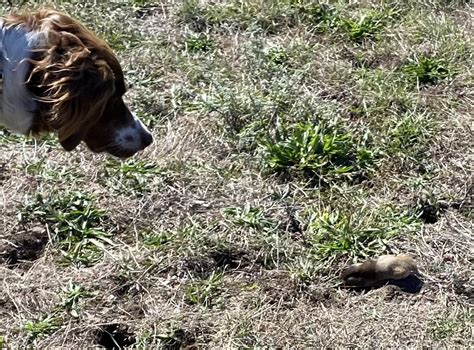 Dog Eats Vole At Kenneth Magee Blog