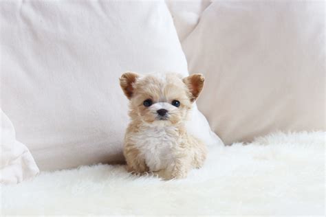 강아지분양 퍼피당 안산 말티푸분양 슈가