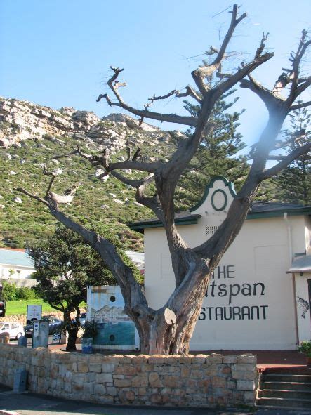 Cape Towns Champion Trees Treekeepers Cape Town