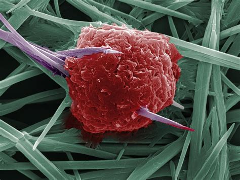 Project X Love Potion Disaster Rule 34 Advertisingsno