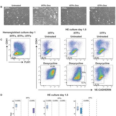 The Simultaneous Overexpression Of Runx1 Cbfb Gata2 Erg And Fli1 Download Scientific