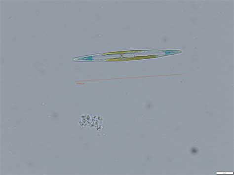 Roscoff Culture Collection Marine Microalgae Macroalgae Protists