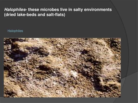 Ppt Marine Microbes Powerpoint Presentation Free Download Id2373109