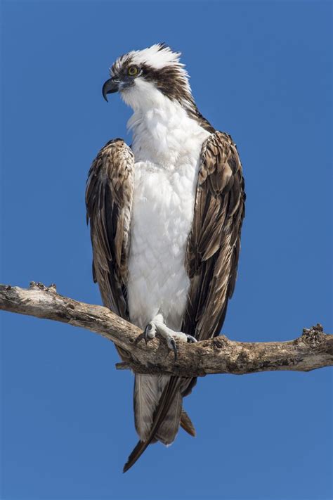 22 Incredible Photos Of The Sea Hawks Osprey Close Up Photography